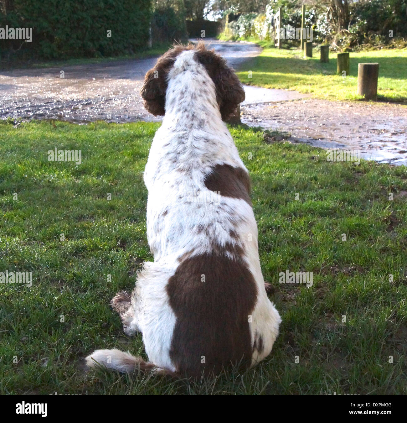 Springer spaniel and owner hi-res stock photography and images - Alamy