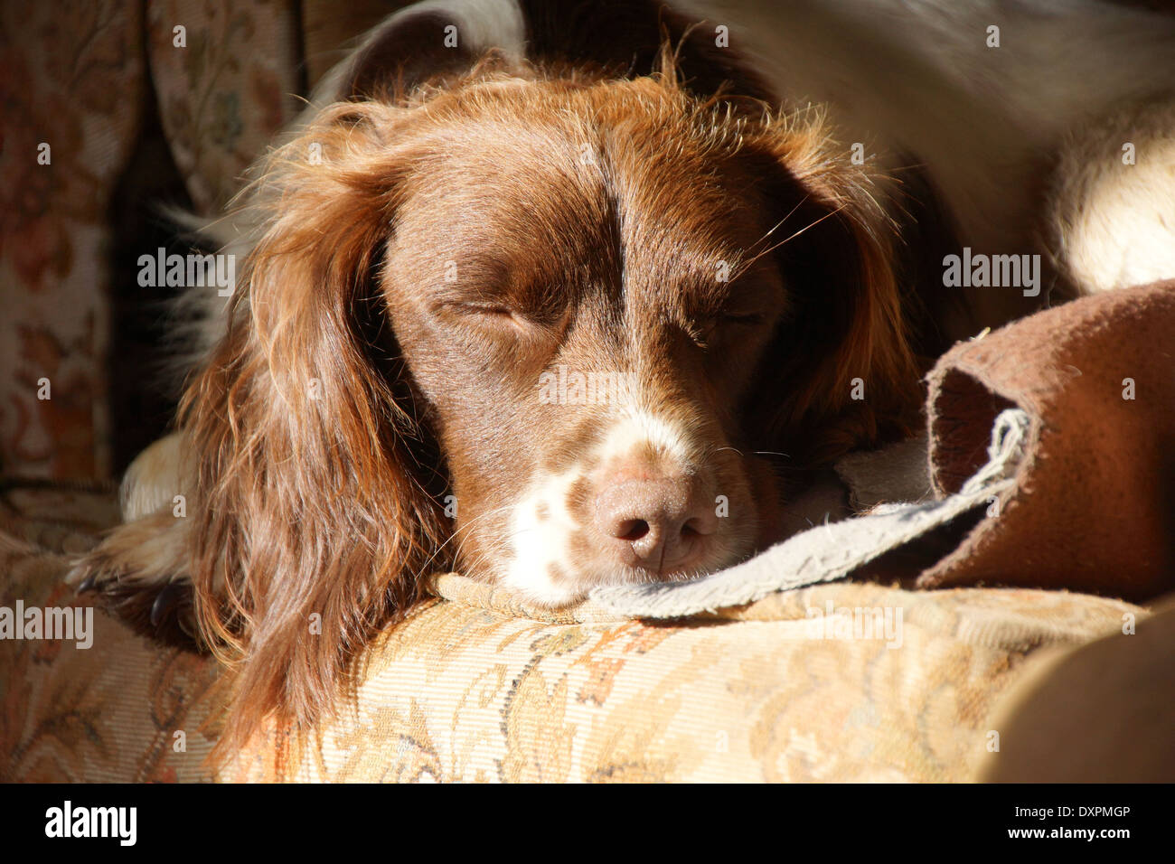 Springer spaniel hi-res stock photography and images - Alamy