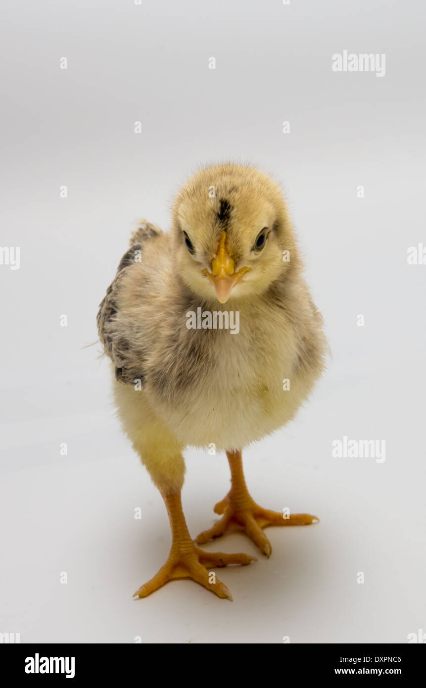 Spring Chick Portrait! Stock Photo - Alamy
