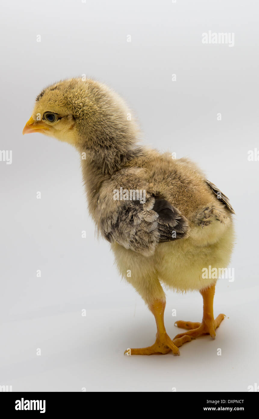 Spring Chick Portrait - Wind Your Neck In! Stock Photo - Alamy