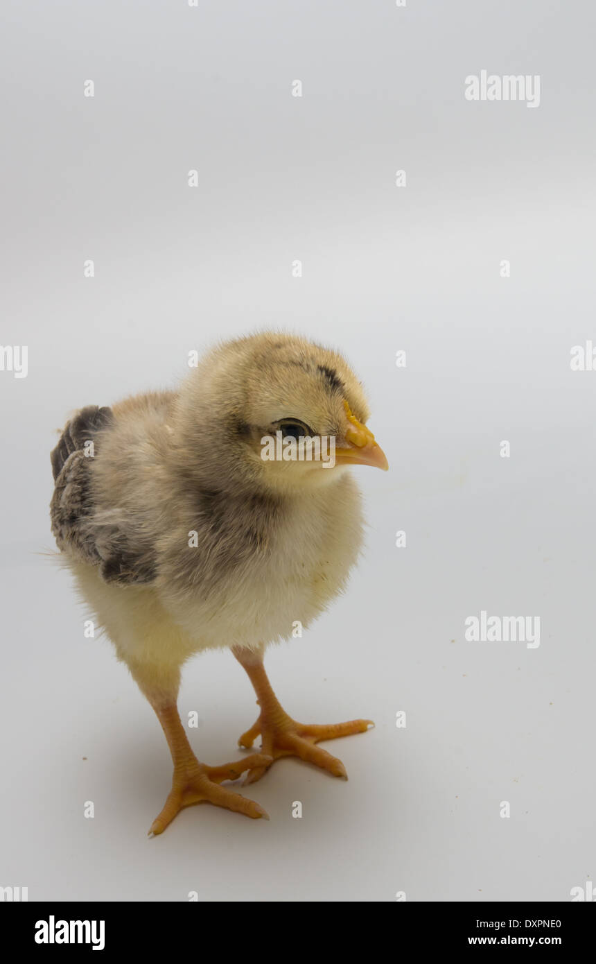 Spring Chick Portrait VII Stock Photo - Alamy