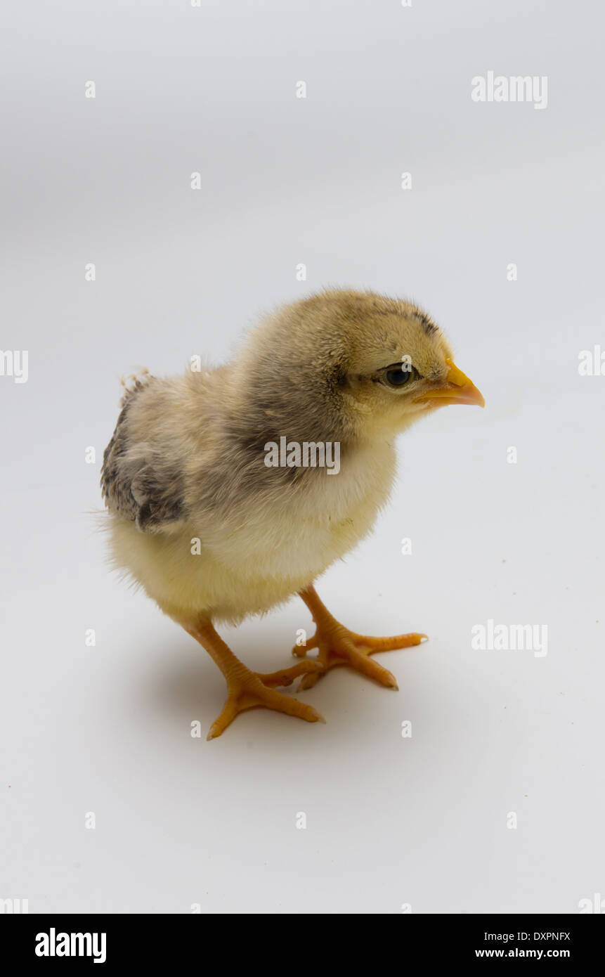 Newborn Baby Spring Chick V Stock Photo - Alamy