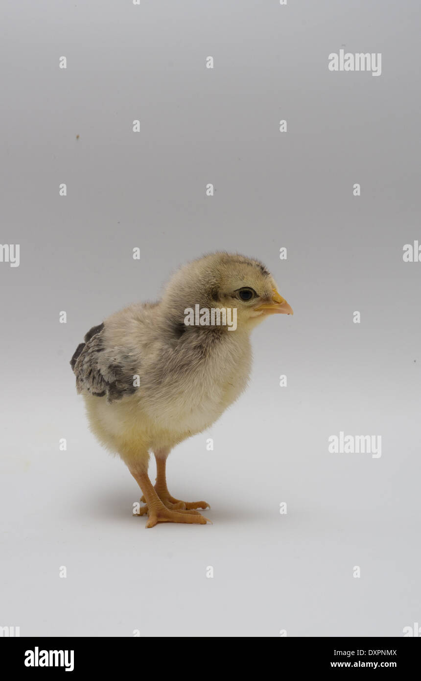 Spring Chick Portrait III Stock Photo - Alamy