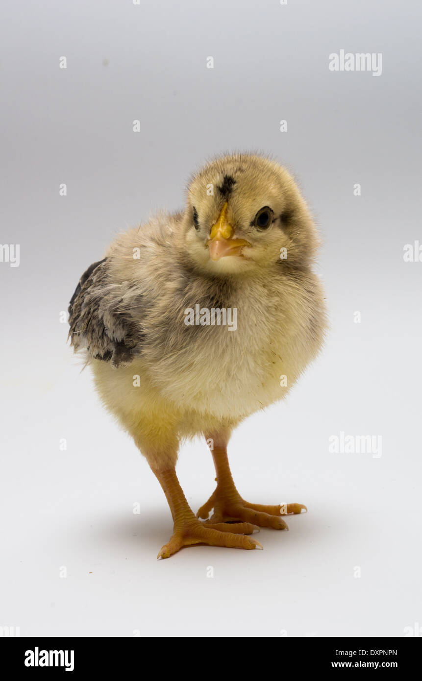 Easter Chick Portrait I Stock Photo - Alamy