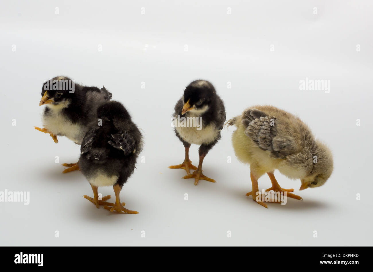 Black chicks and yellow chick hi-res stock photography and images - Alamy