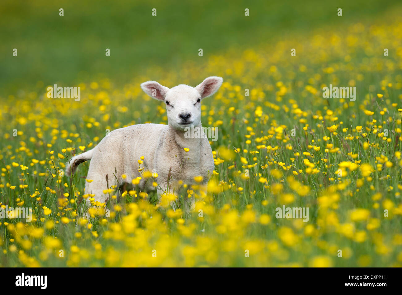 Texel lamb in field of buttercups, Cumbria, UK Stock Photo - Alamy