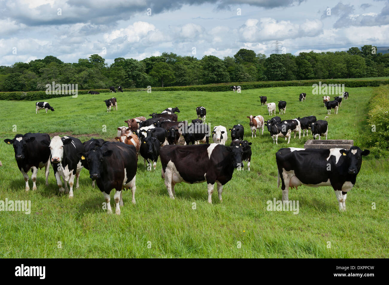 Holstein Friesian dairy cattle grazing in fields. Cumbria, UK Stock ...