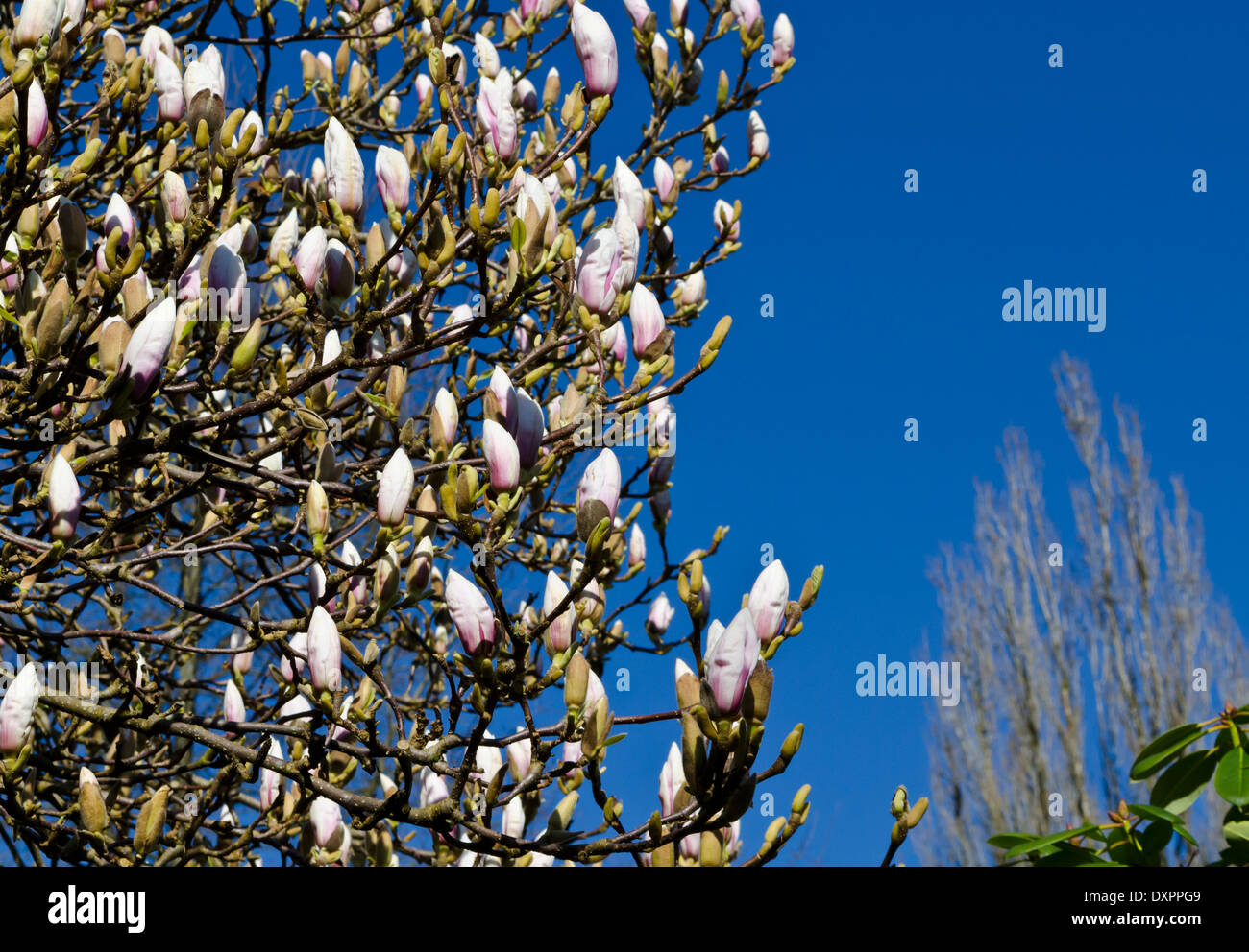 Pale blossoms of the magnolia tree, almost ready to open. In the Spring ...