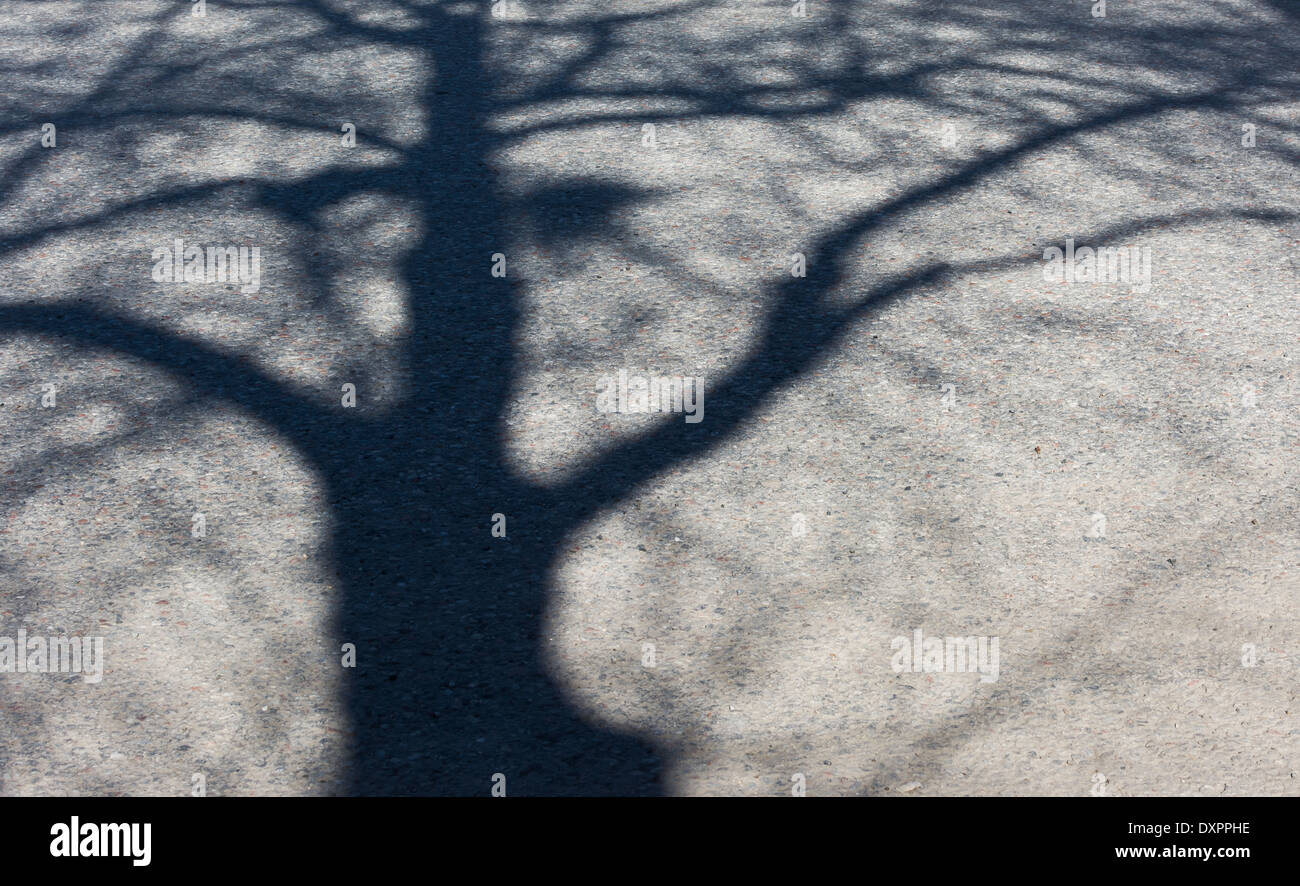 Tree shadow to the left on asphalt for background or copy space Stock ...