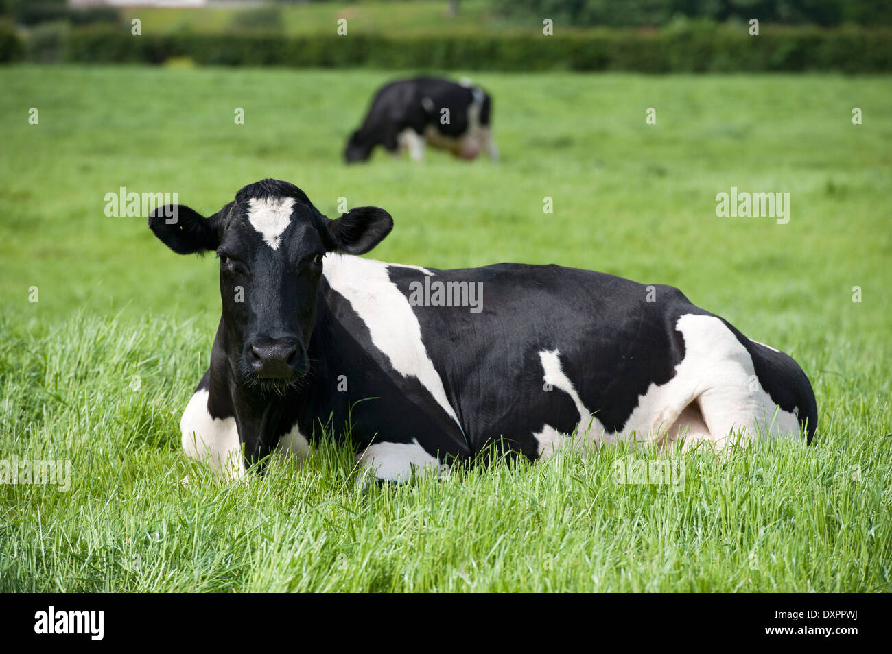 Holstein dairy cow laid in lush pasture. Cumbria, UK Stock Photo - Alamy