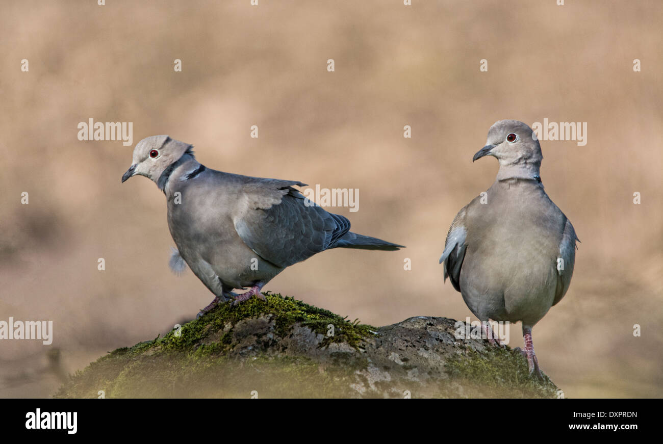 Eurasian collared doves hi-res stock photography and images - Alamy