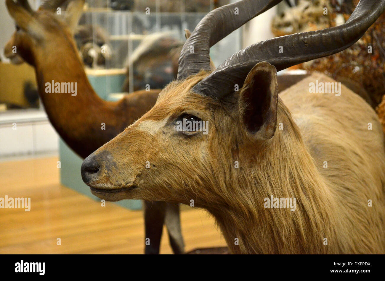 Stuffed animals in museum hi-res stock photography and images - Alamy