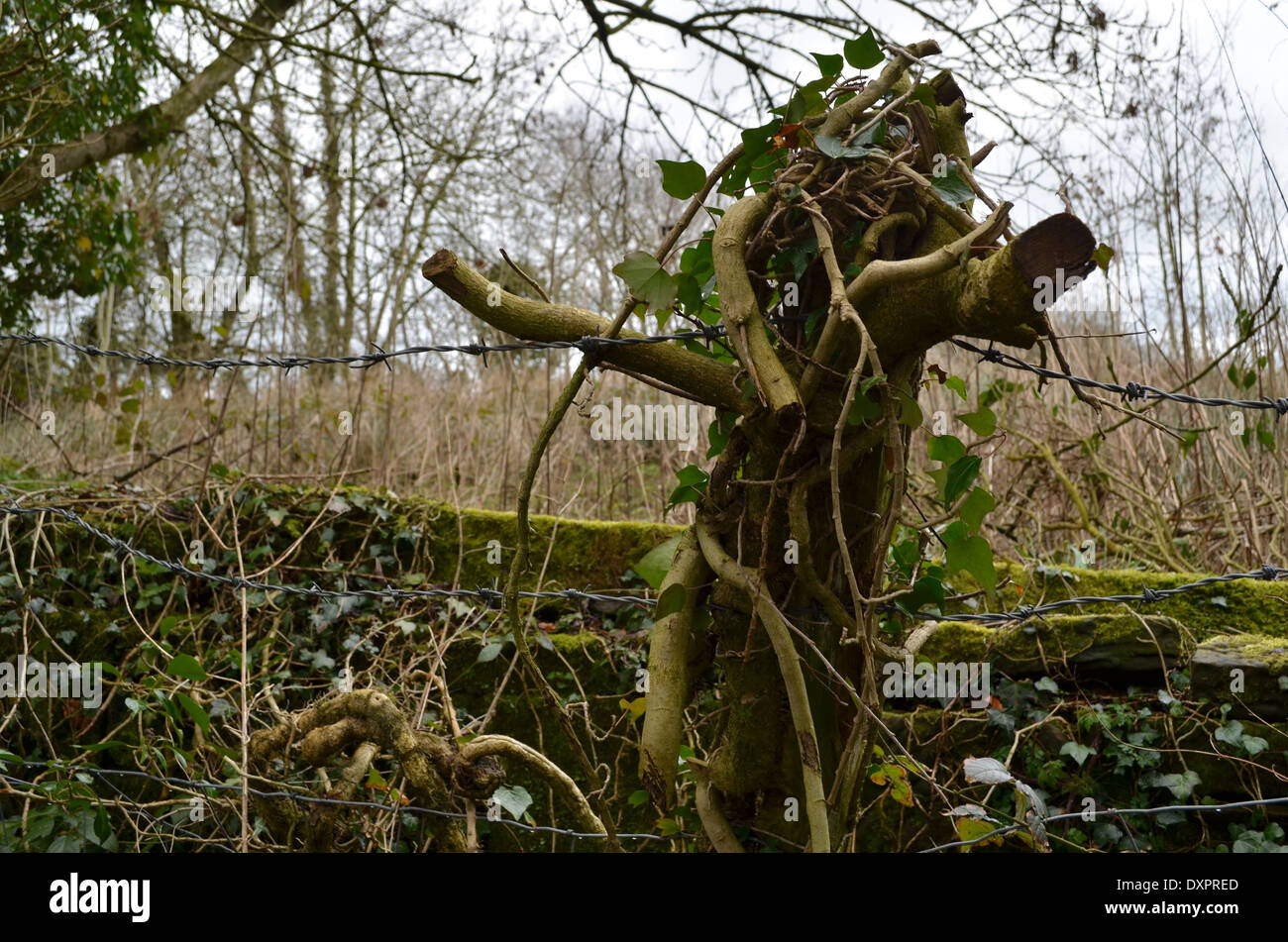 Nature taking back the fence post Stock Photo - Alamy