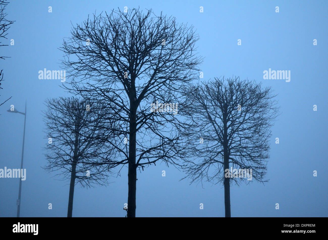 Square trees in the winter mist Stock Photo - Alamy