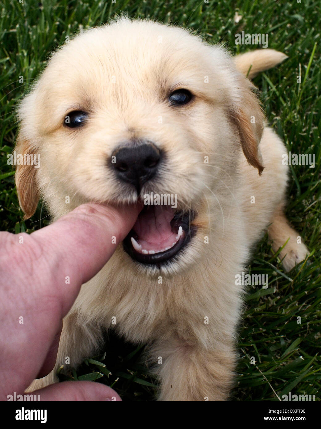 Eight week old golden retriever hi-res stock photography and images - Alamy