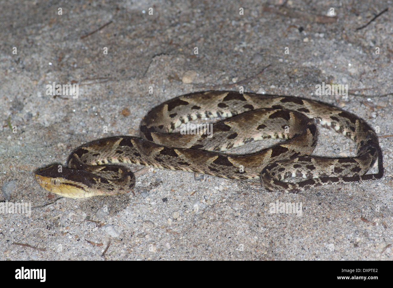 Fer de lance hi-res stock photography and images - Alamy