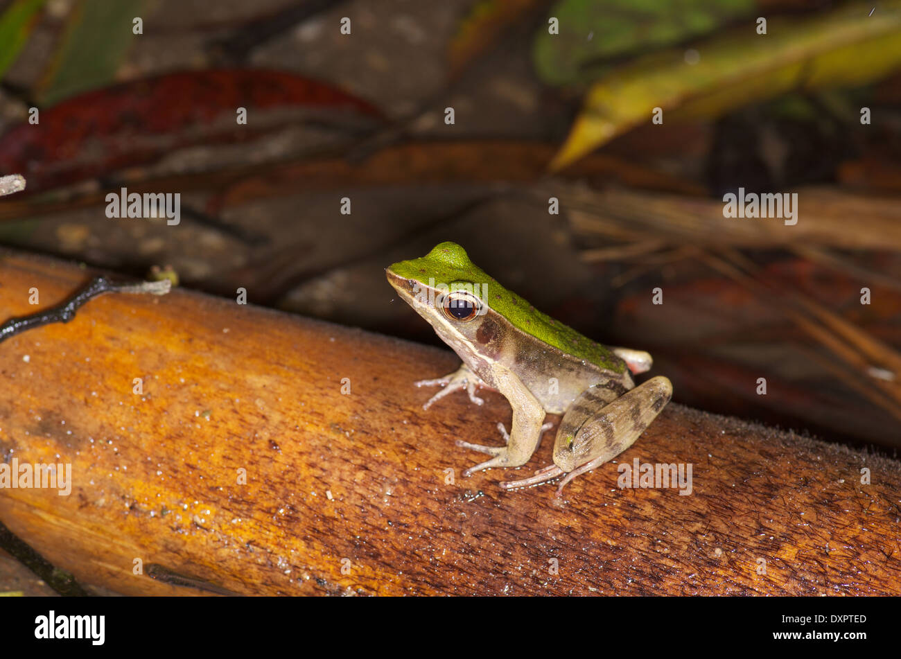 Stream forest frog hi-res stock photography and images - Alamy