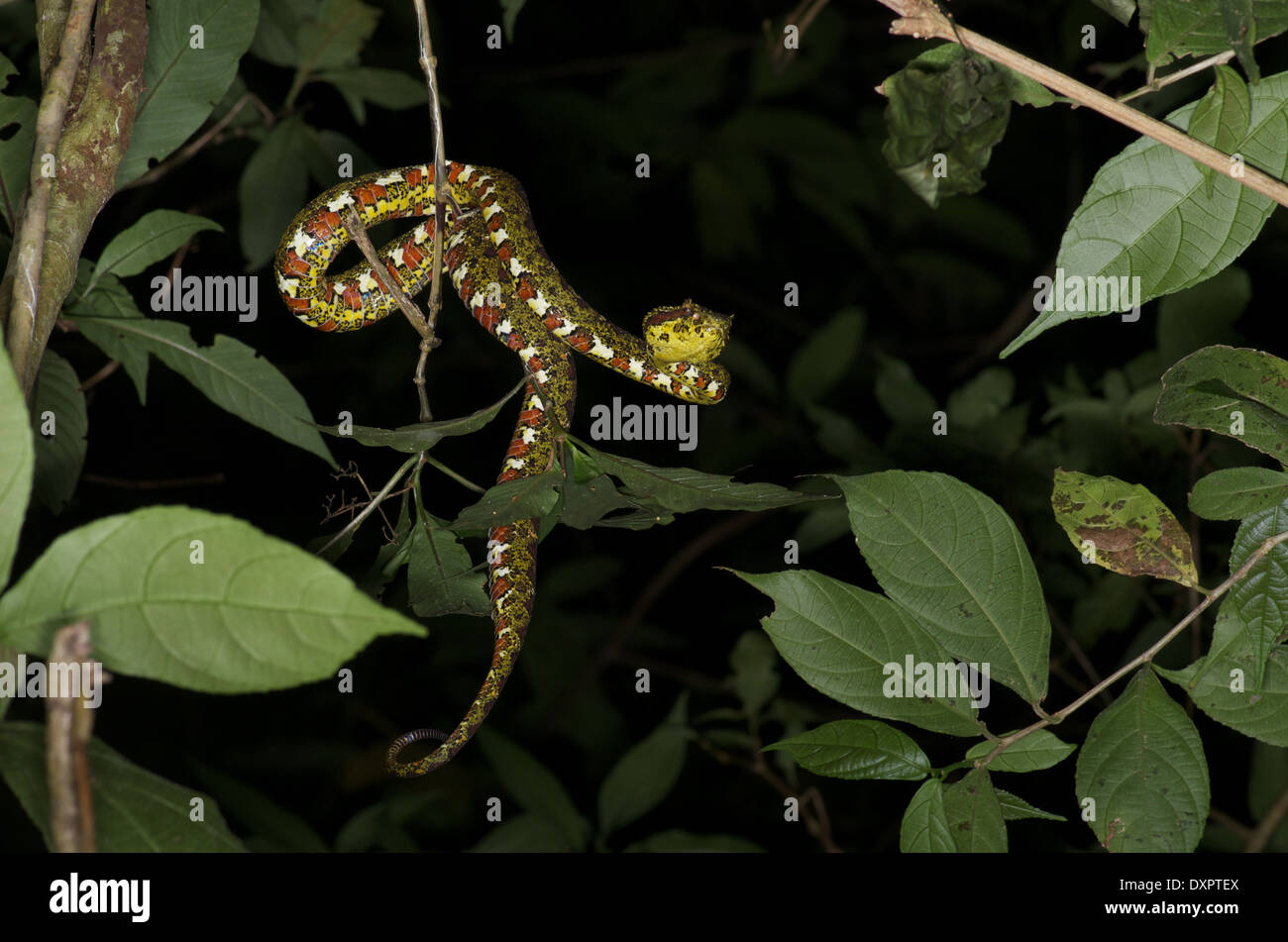 Panama snake hi-res stock photography and images - Alamy
