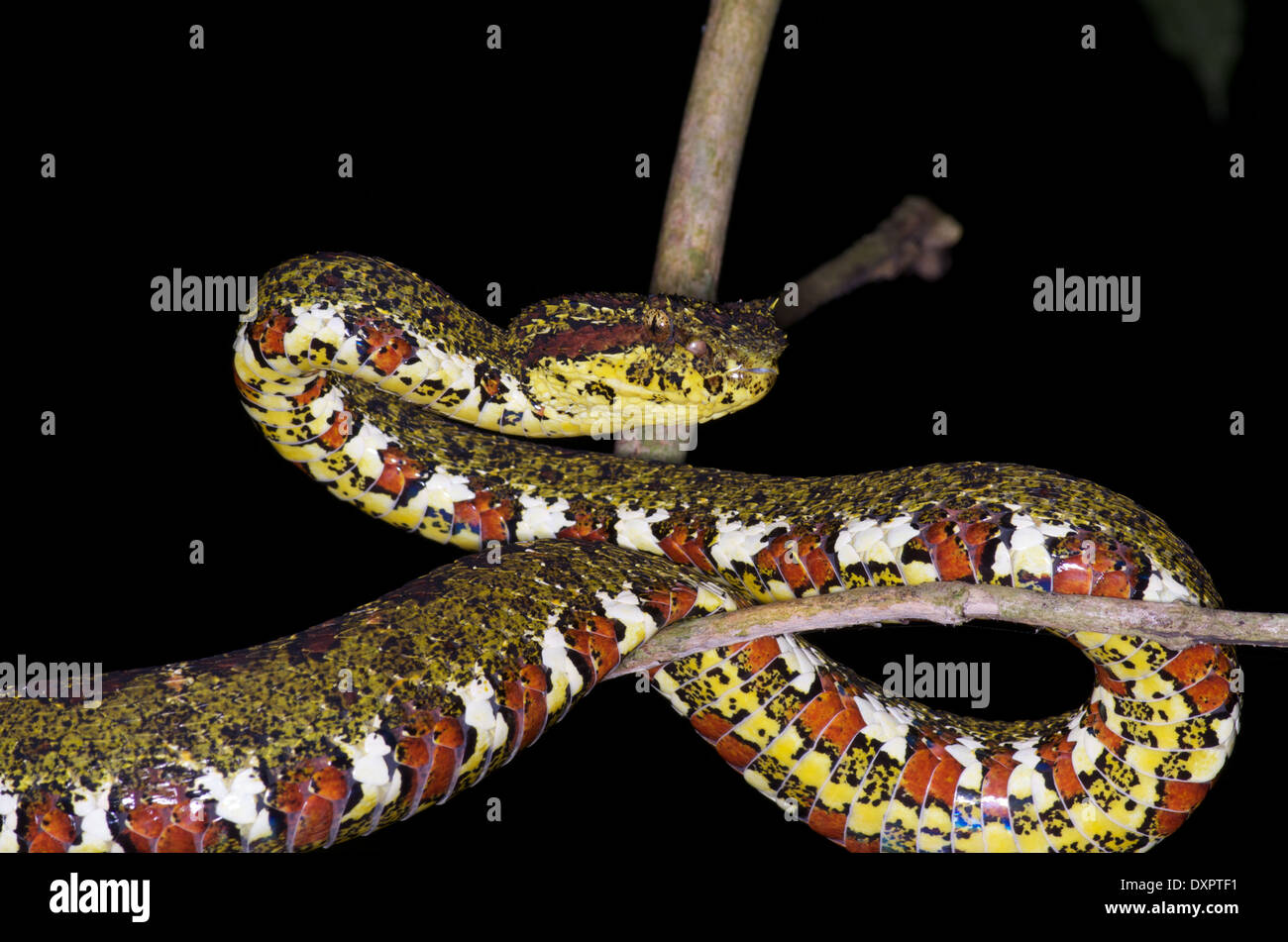 Eyelash viper snake hi-res stock photography and images - Alamy