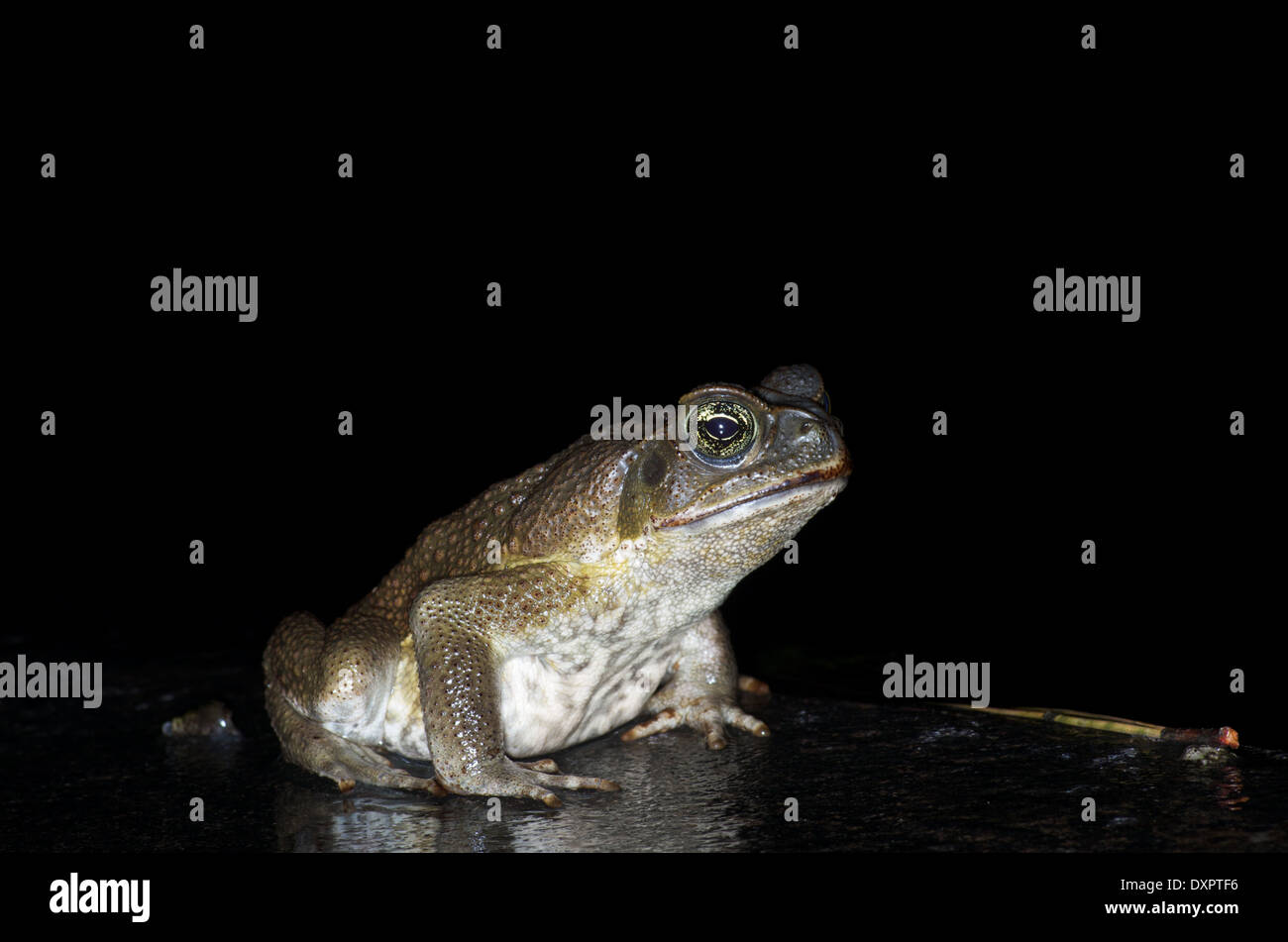 A Cane Toad (Rhinella marina) on the edge of a fountain pond in El ...