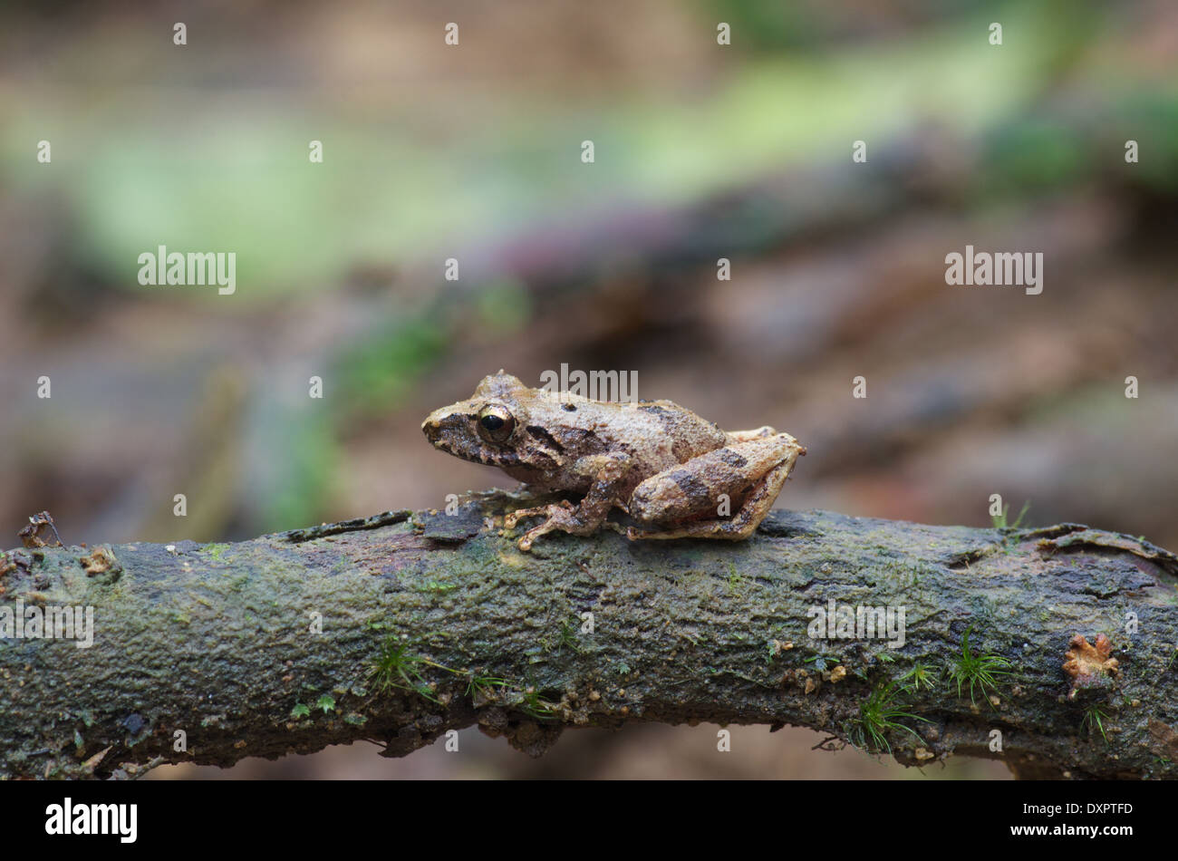 A Pygmy Robber Frog (Pristimantis ridens ) perched on a small wet ...