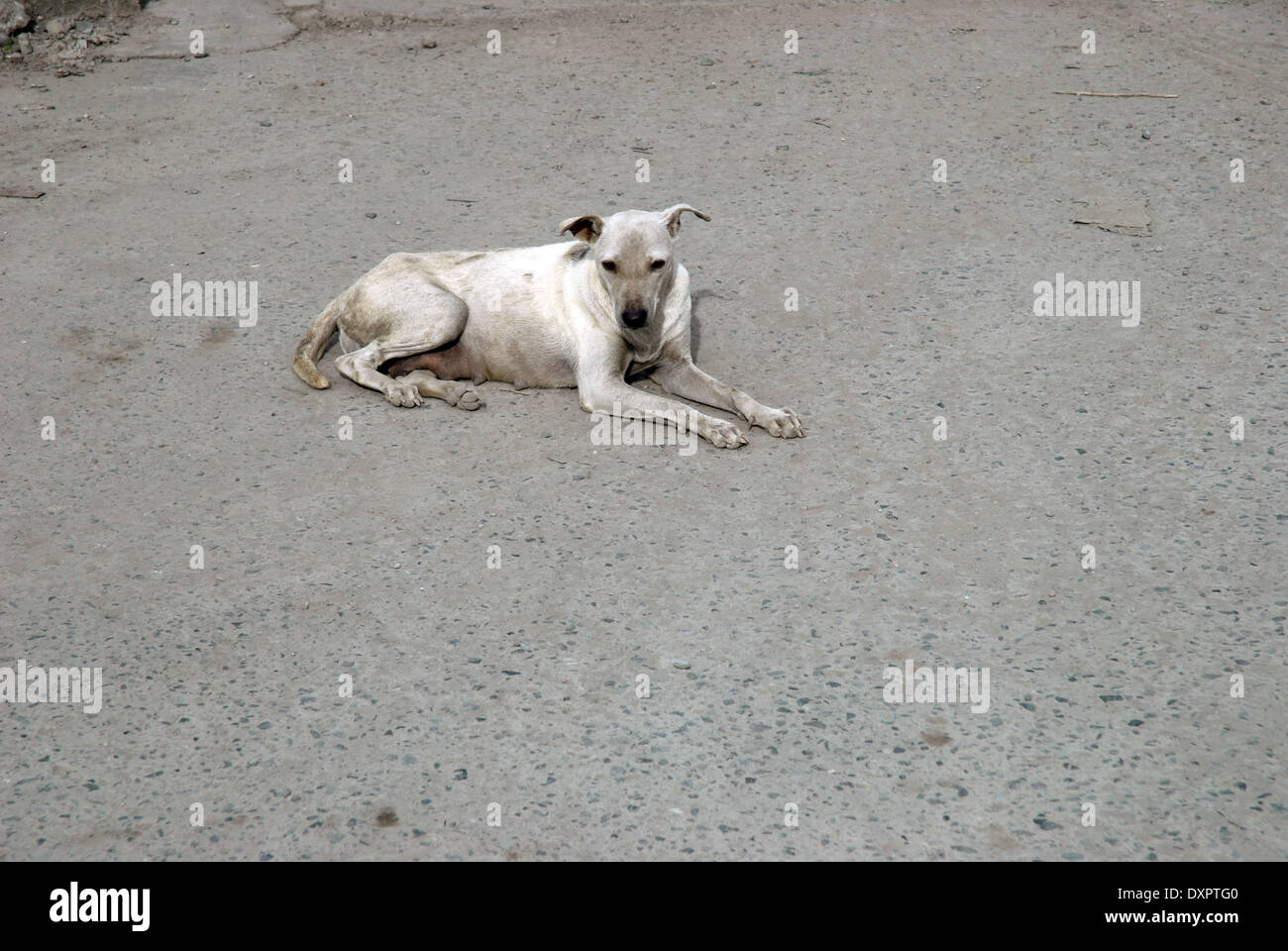 Stray Dog, Fort Santiago, Manila, Luzon, Philippines, Asia Stock Photo ...