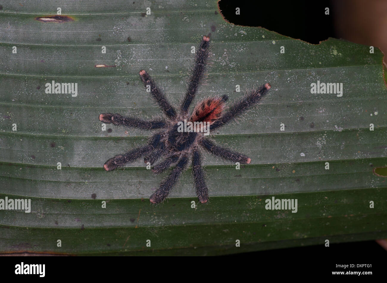 Amazon rainforest tarantula hi-res stock photography and images - Alamy