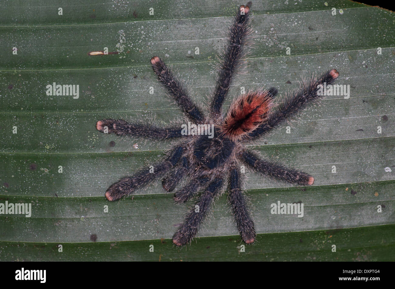 Amazon rainforest tarantula hi-res stock photography and images - Alamy