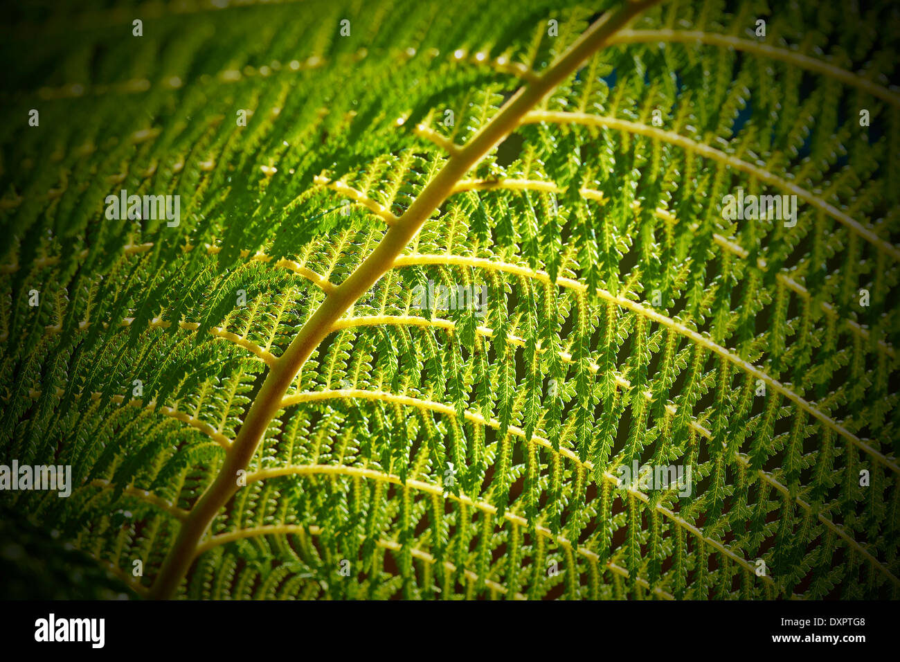 Fern curl hi-res stock photography and images - Alamy