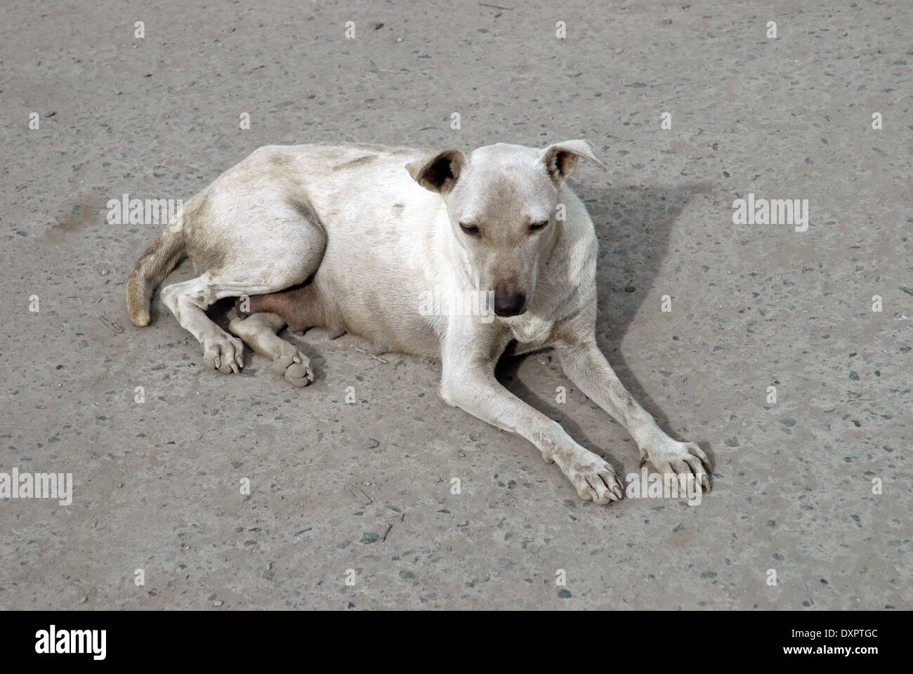 Stray Dog, Fort Santiago, Manila, Luzon, Philippines, Asia Stock Photo ...