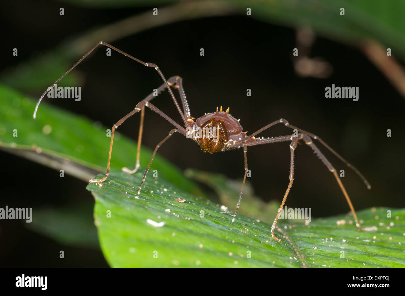 Amazon rainforest spider hi-res stock photography and images - Alamy