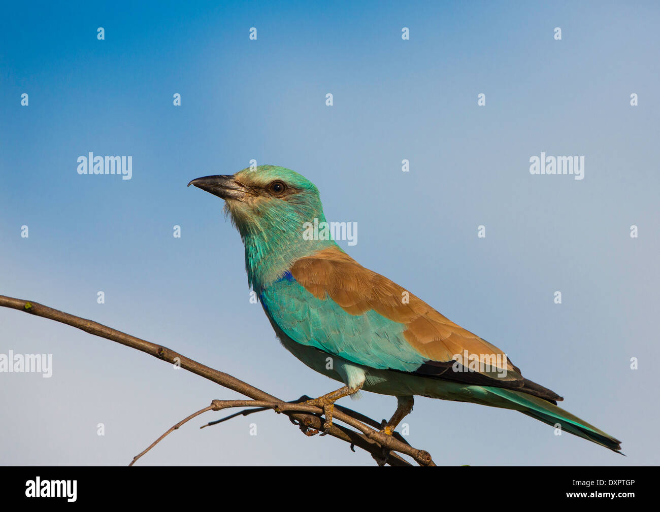 Roller sitting on perch hi-res stock photography and images - Alamy