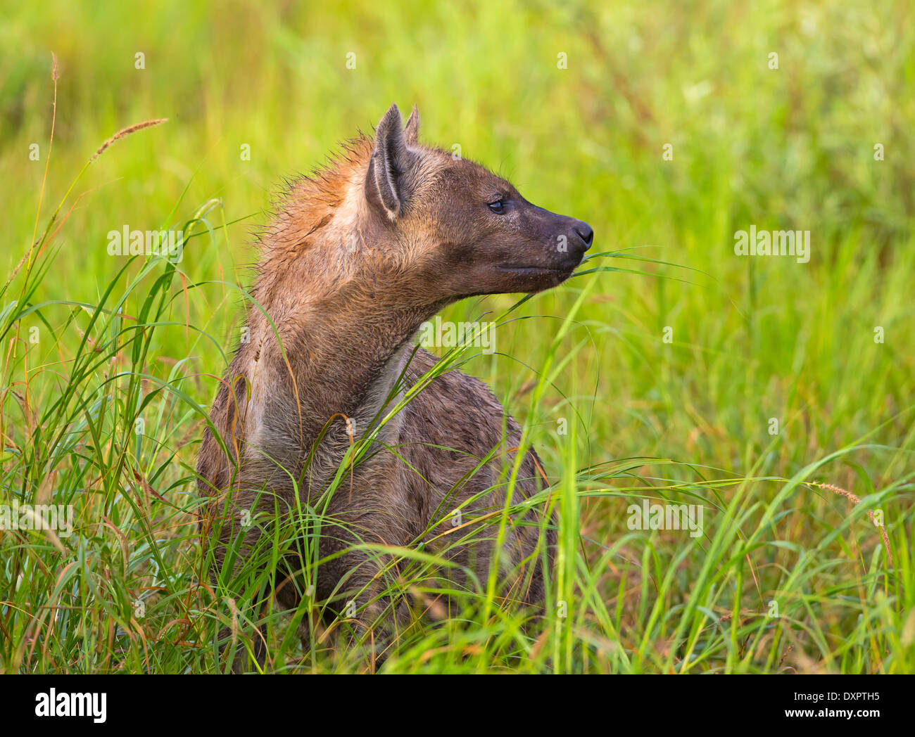 Long grass wildlife hi-res stock photography and images - Alamy