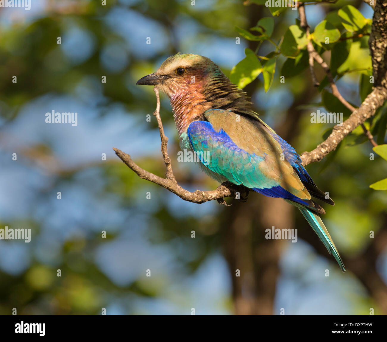 Roller sitting on perch hi-res stock photography and images - Alamy