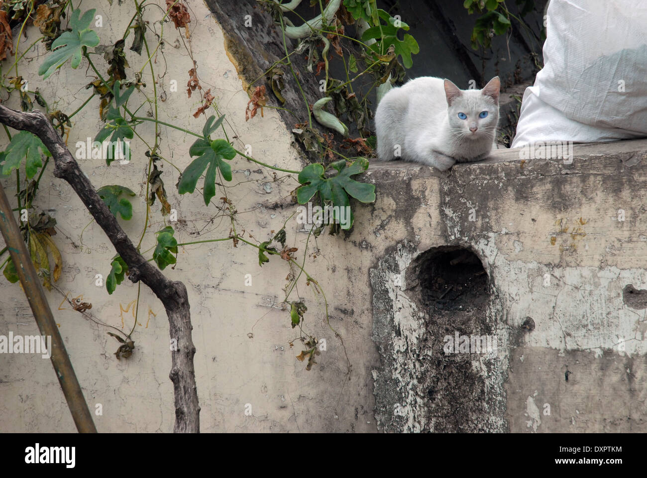 Stray Cat, Fort Santiago, Manila, Luzon, Philippines Stock Photo - Alamy