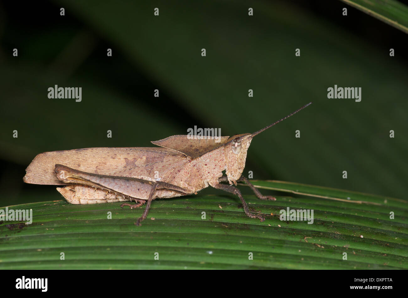 Leaf mimic grasshopper High Resolution Stock Photography and Images - Alamy