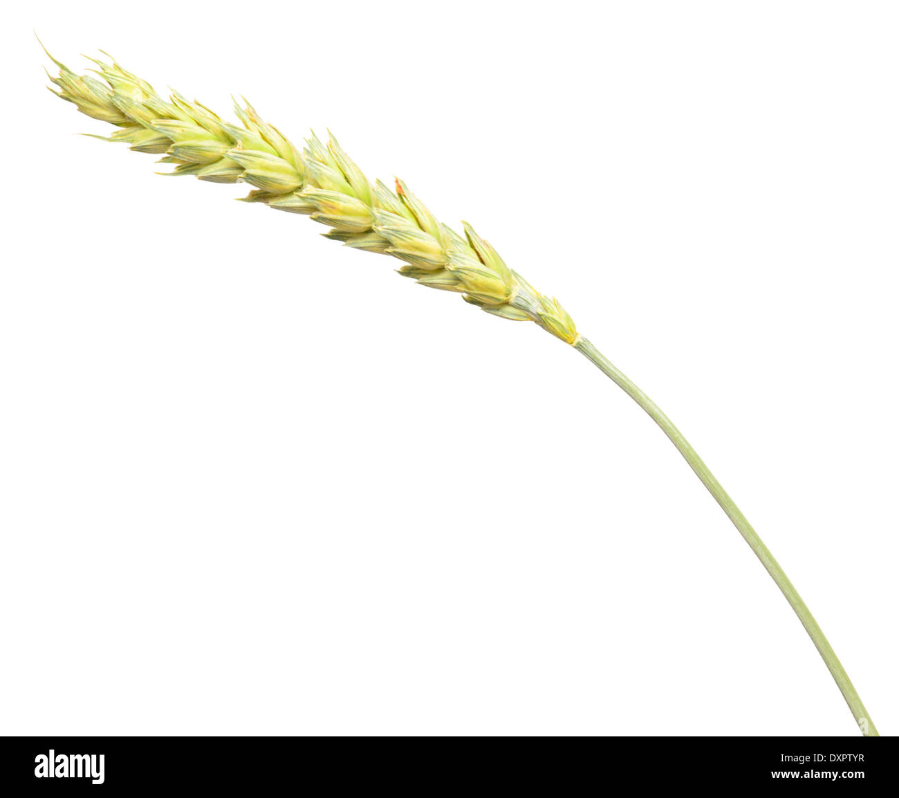 wheat ear isolated on white Stock Photo - Alamy