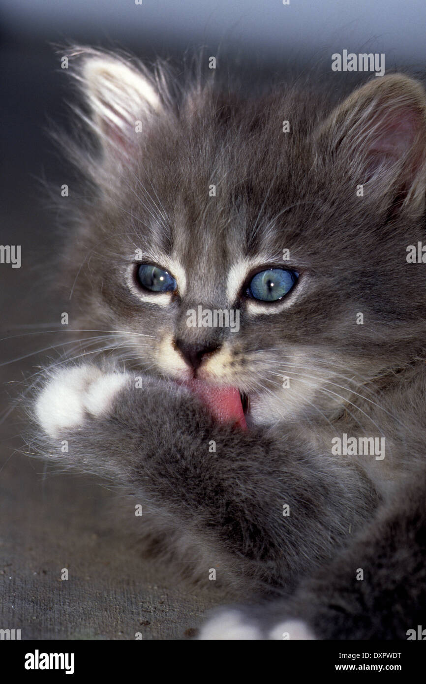 Seven-week-old gray kitten grooming Stock Photo - Alamy