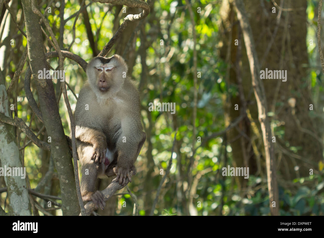 Pigtail macaques macaca nemestrina hi-res stock photography and images ...