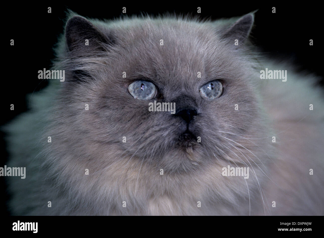 Portrait of himalayan cat hi-res stock photography and images - Alamy