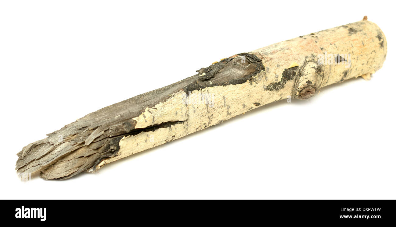 White bark detail Cut Out Stock Images & Pictures - Alamy