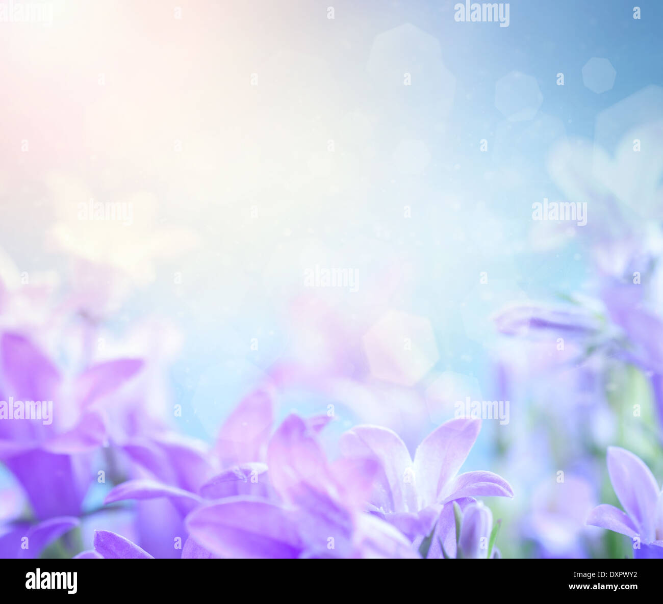 Design flowers background. Spring or summer floral nature background ...