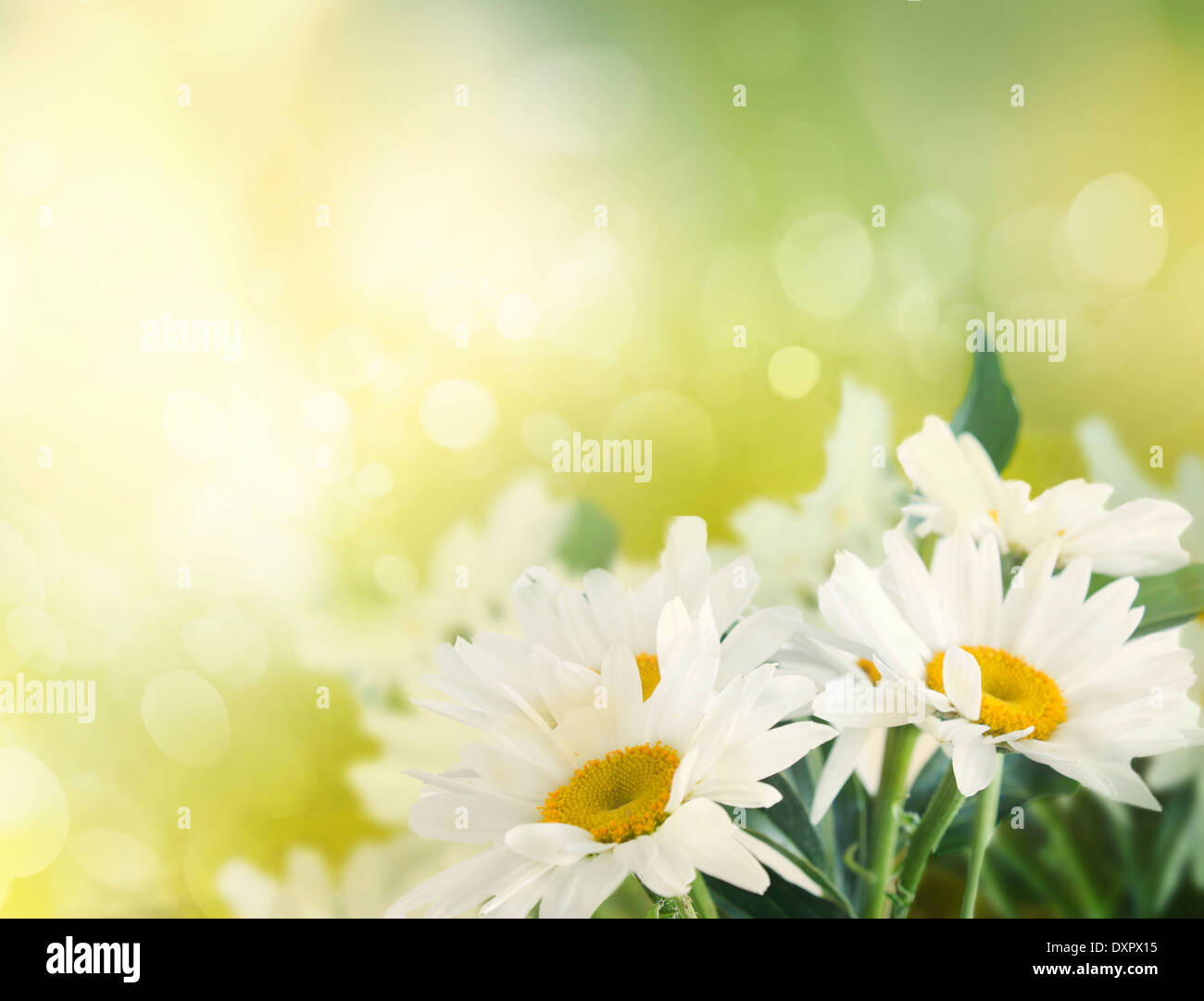 Design flowers background. Spring or summer floral nature background ...