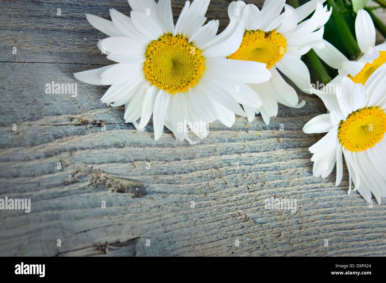 Daisy flower over old rustic wooden background Stock Photo - Alamy