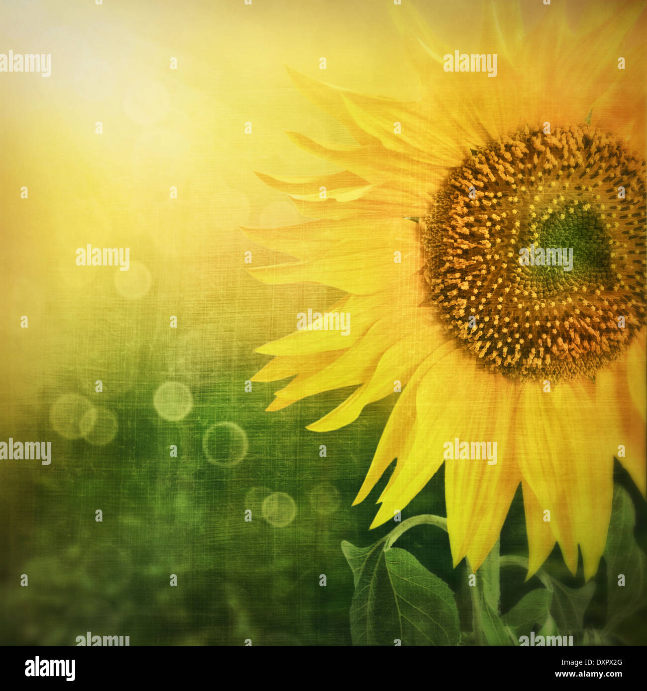 Design flowers background. Spring or summer floral nature background ...