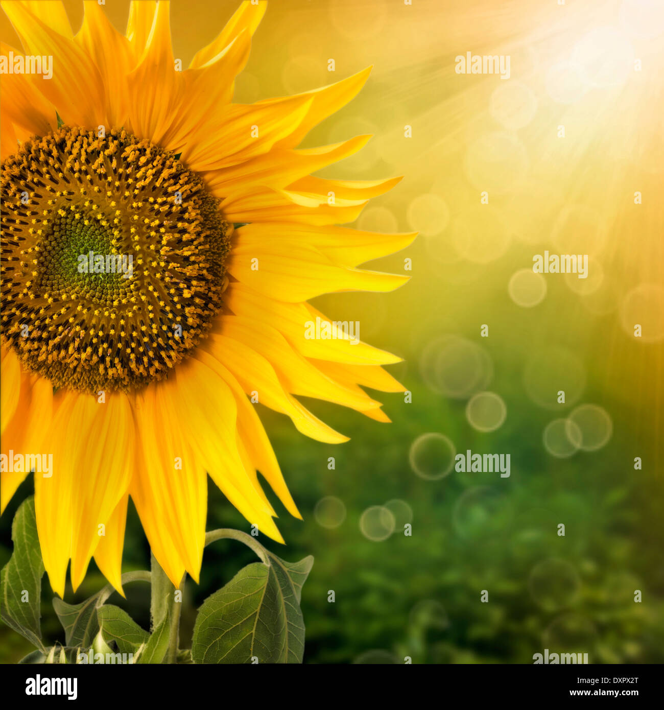 Design flowers background. Spring or summer floral nature background ...