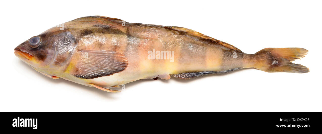 faw fish isolated on white Stock Photo - Alamy