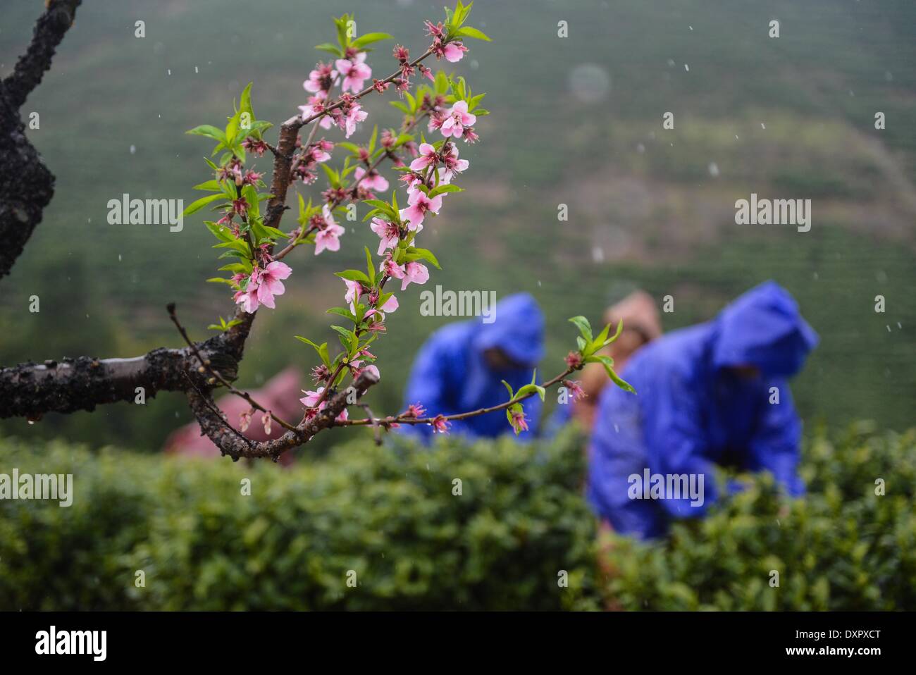 Huzhou, China's Zhejiang Province. 29th Mar, 2014. Farmers pick tea ...