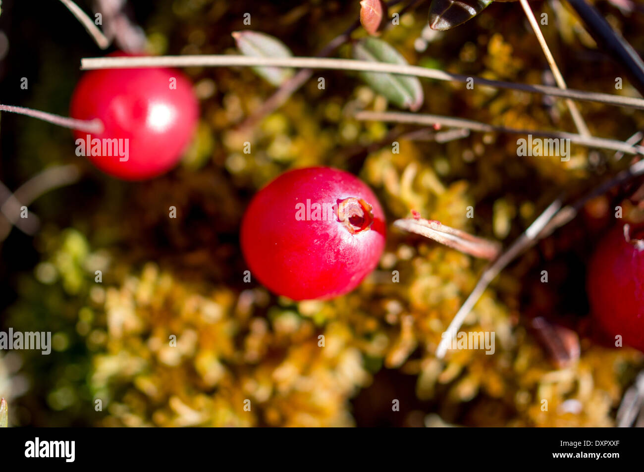 Cranberry growing in a swamp Stock Photo - Alamy