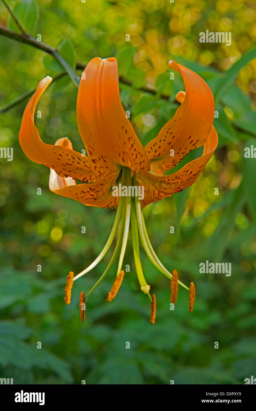 Henryi Lily High Resolution Stock Photography and Images - Alamy